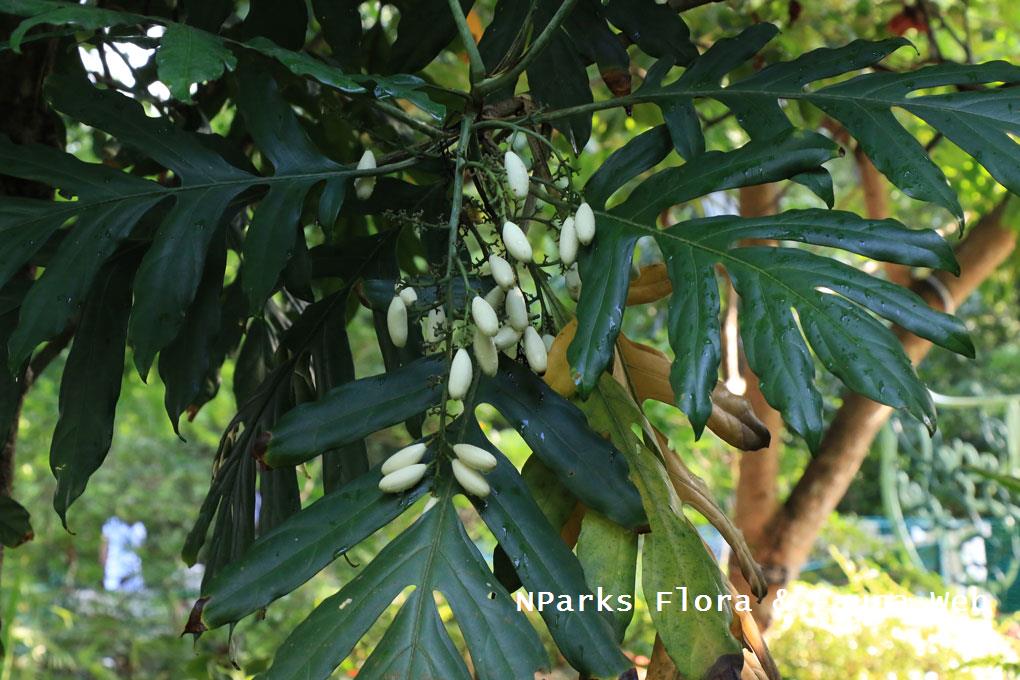 NParks | Aralidium pinnatifidum