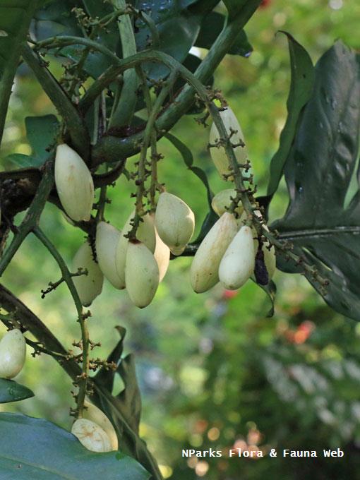 NParks | Aralidium pinnatifidum