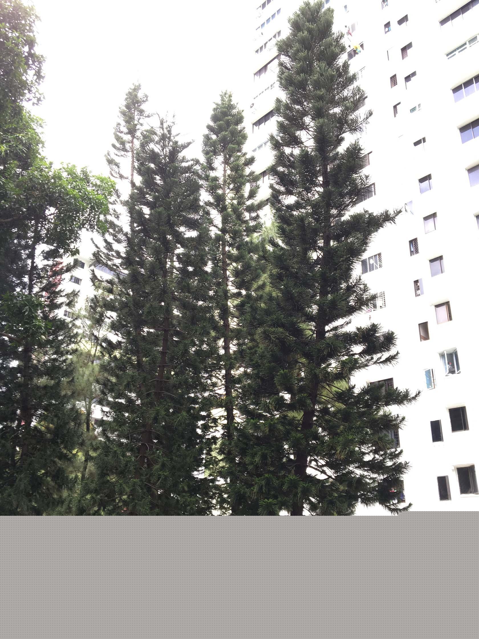 Araucaria Columnaris