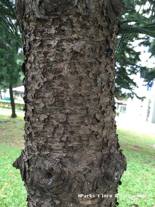 NParks | Araucaria columnaris