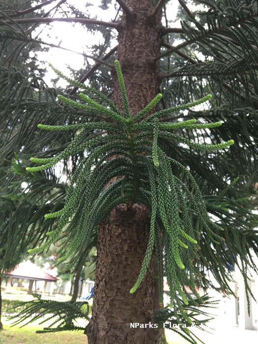 NParks | Araucaria columnaris
