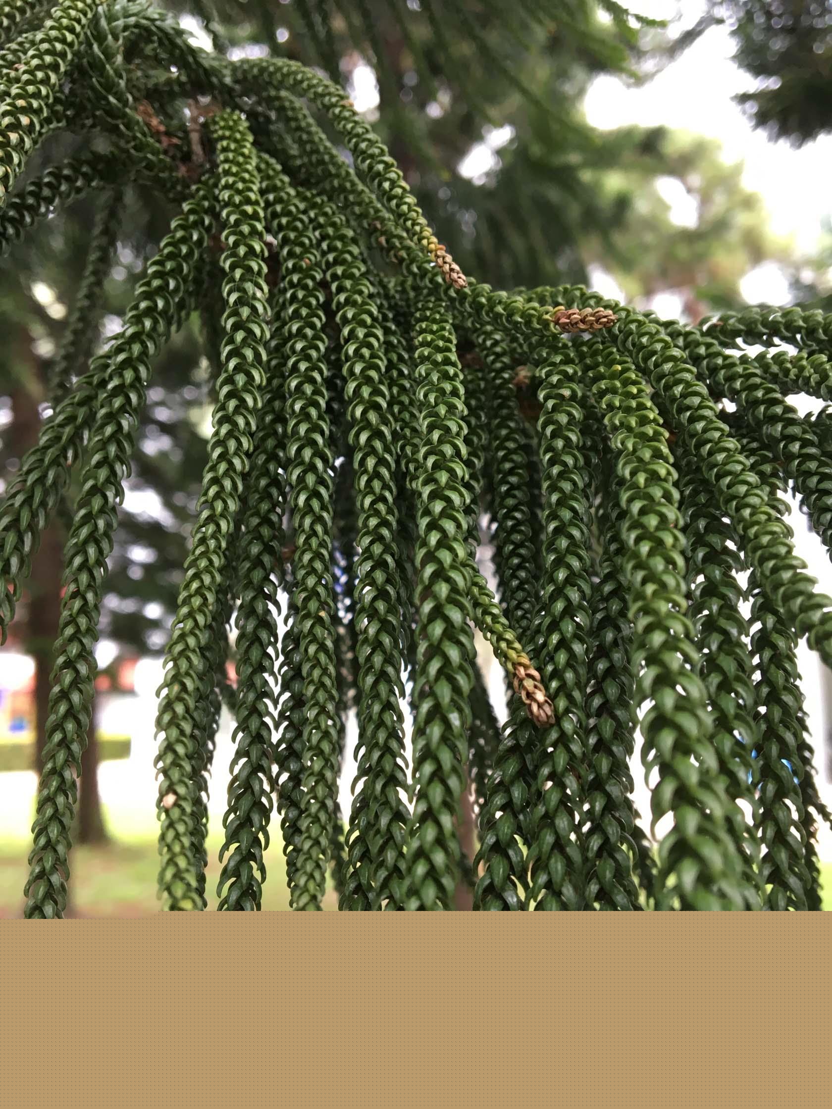 NParks | Araucaria columnaris