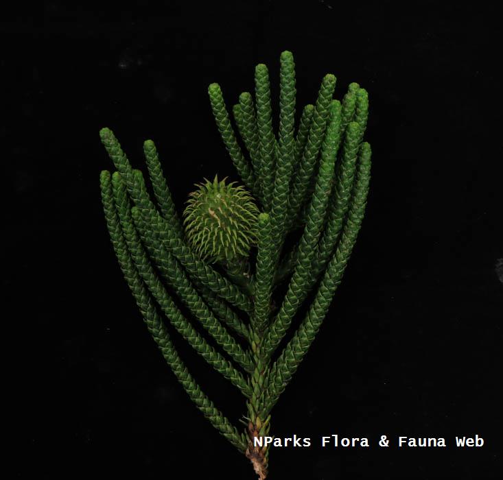 NParks | Araucaria columnaris