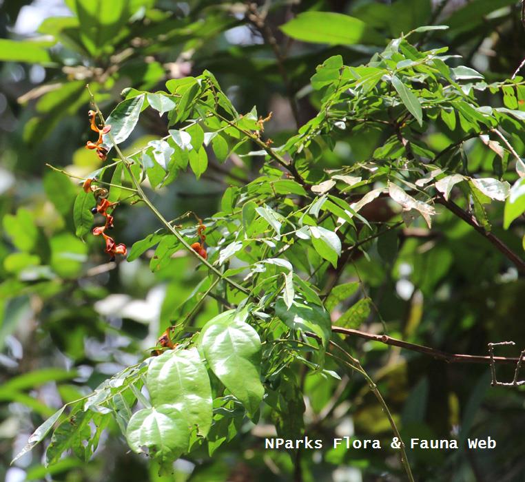 NParks | Archidendron clypearia var clypearia