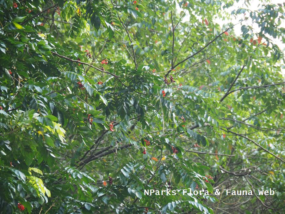 NParks | Archidendron clypearia var clypearia