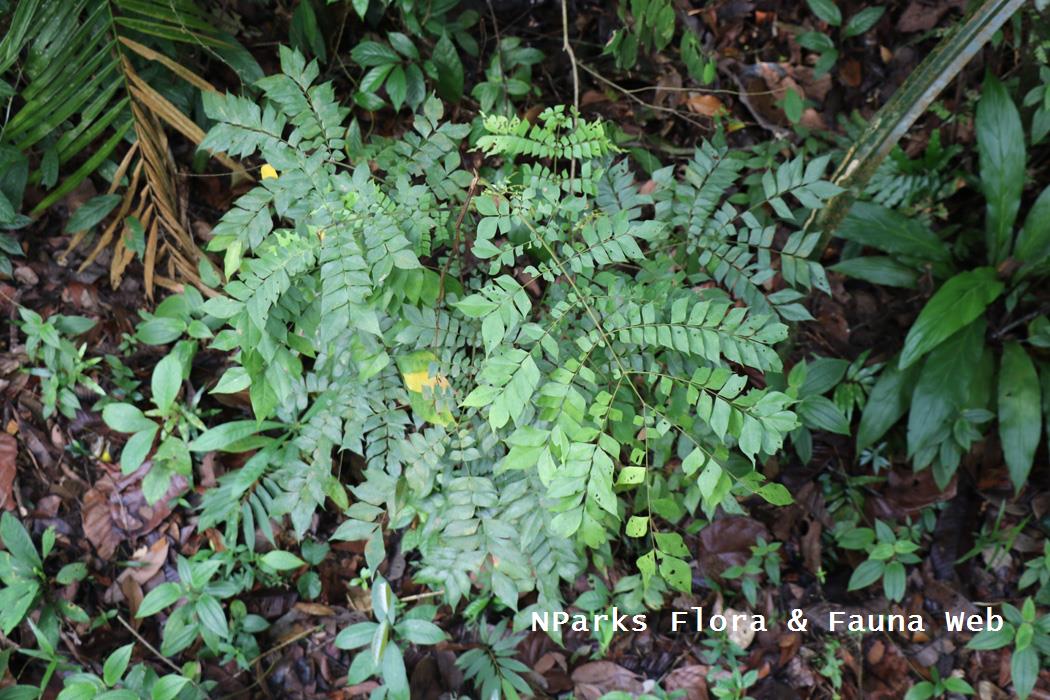 NParks | Archidendron clypearia var clypearia