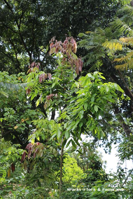 NParks | Archidendron jiringa