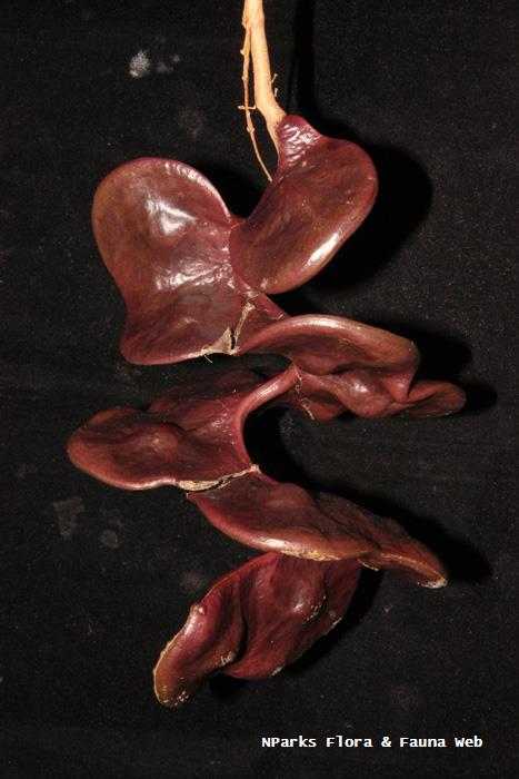 NParks | Archidendron jiringa