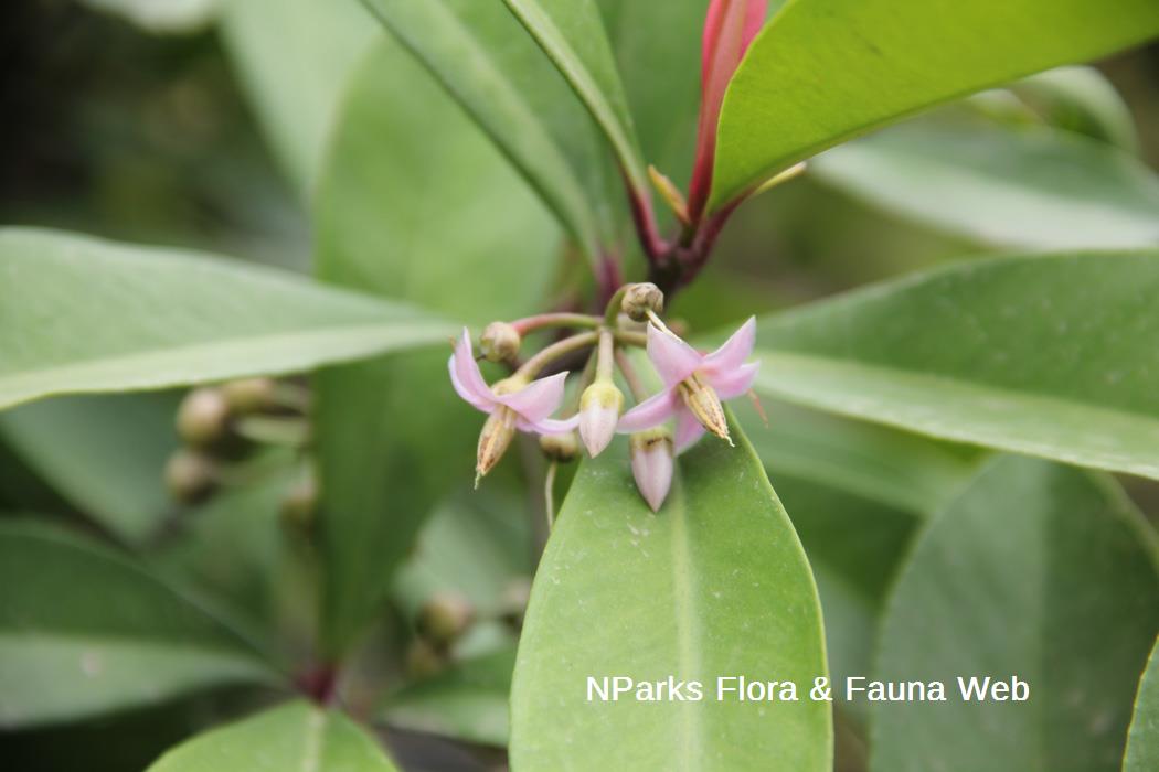 NParks | Ardisia elliptica