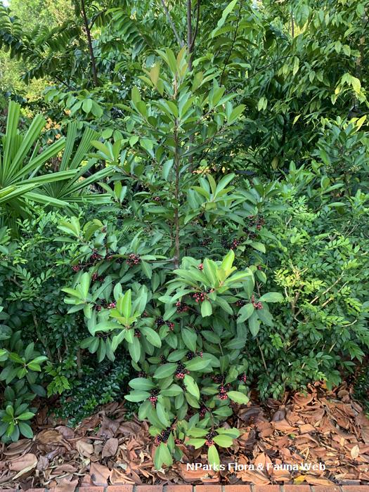 NParks | Ardisia elliptica