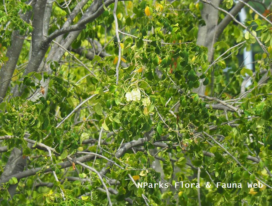 NParks | Arfeuillea arborescens