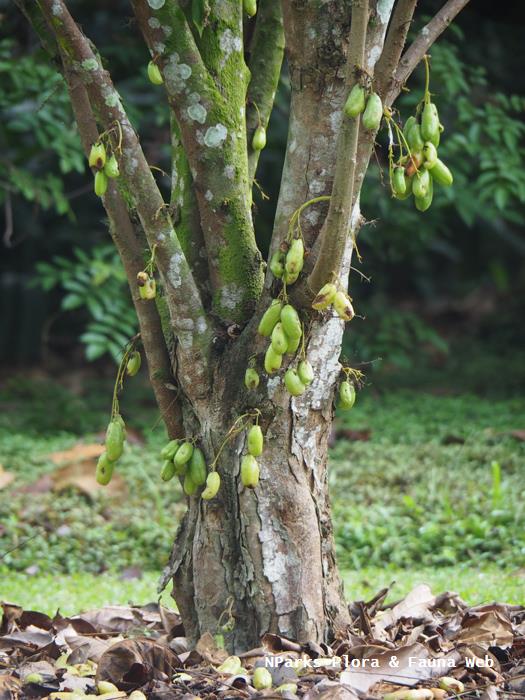 NParks | Averrhoa bilimbi