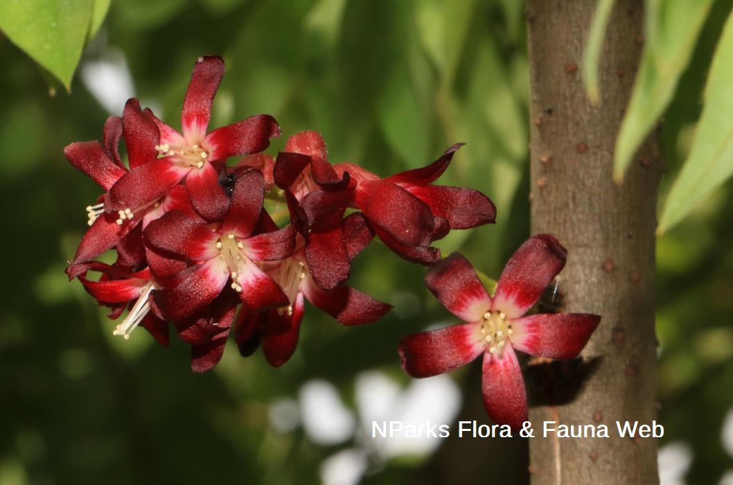 NParks | Averrhoa bilimbi