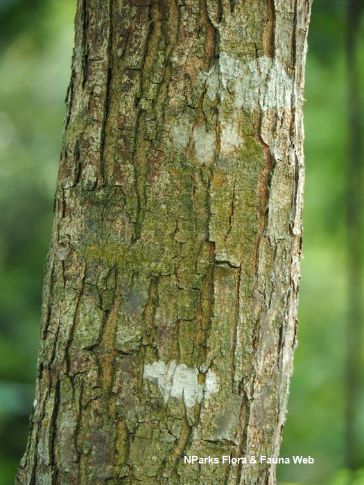 NParks | Azadirachta indica