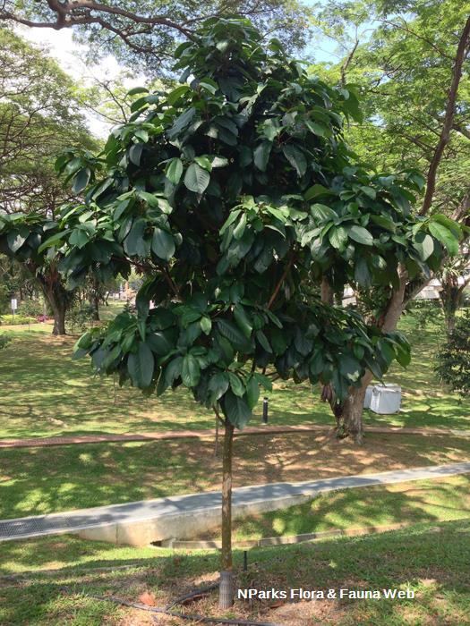 NParks | Baccaurea motleyana