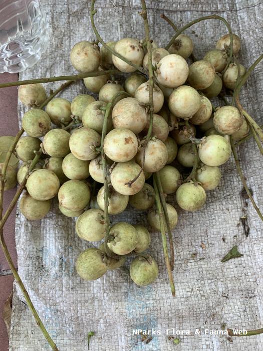 NParks | Baccaurea motleyana