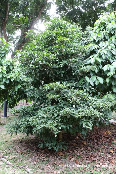 NParks | Baccaurea parviflora