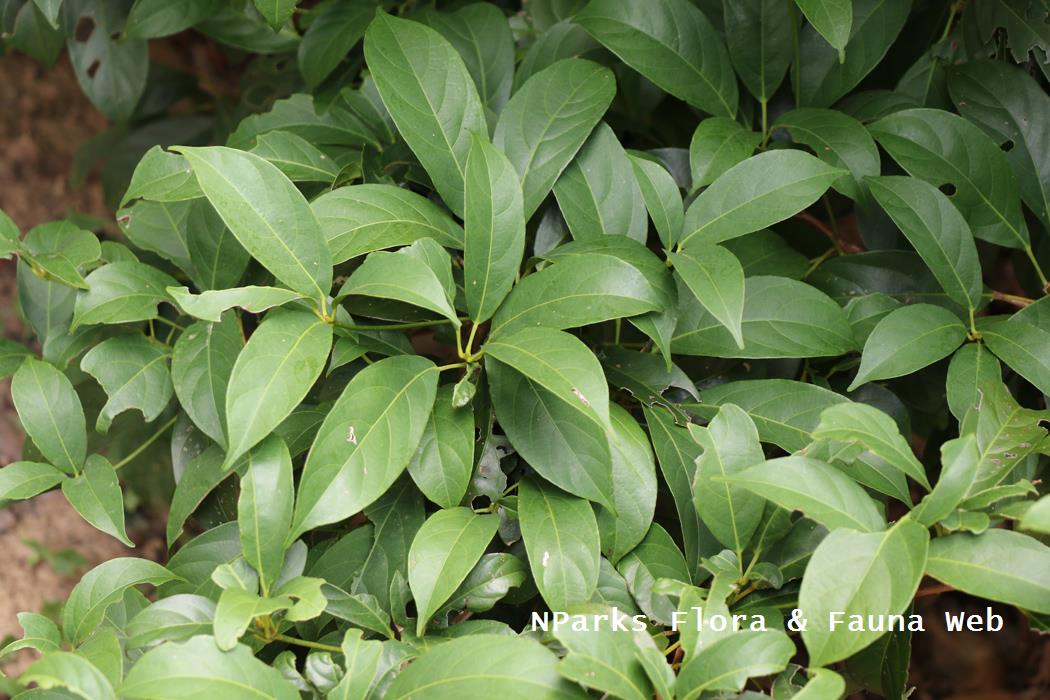 NParks | Baccaurea parviflora