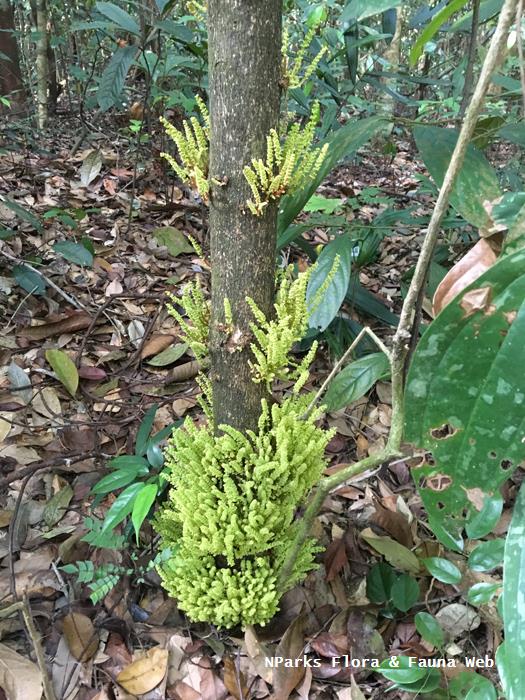 NParks | Baccaurea parviflora