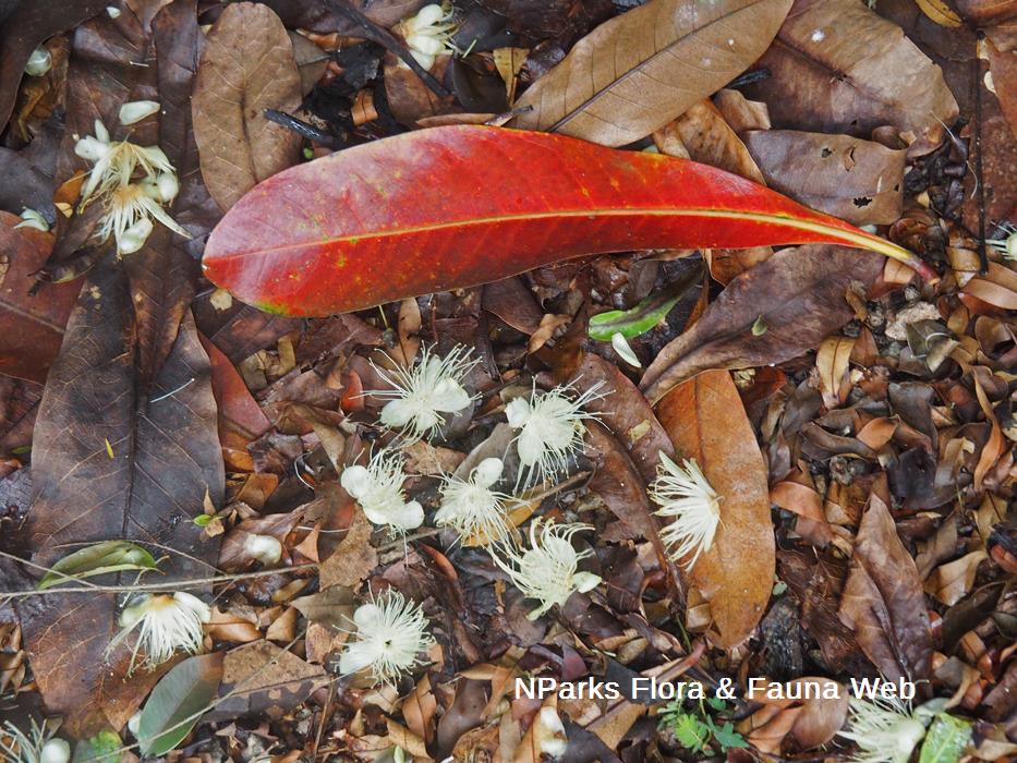Barringtonia calyptrata - National Parks Board