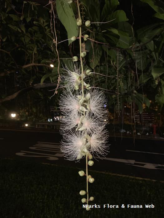 NParks | Barringtonia racemosa