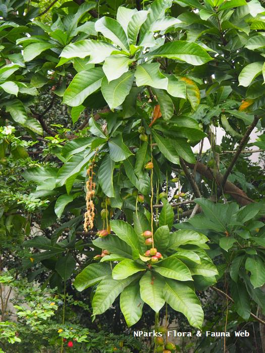 NParks | Barringtonia racemosa
