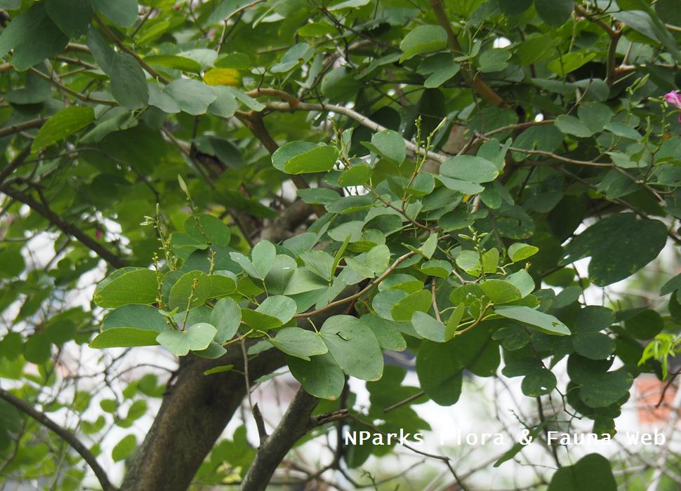 NParks | Bauhinia × blakeana