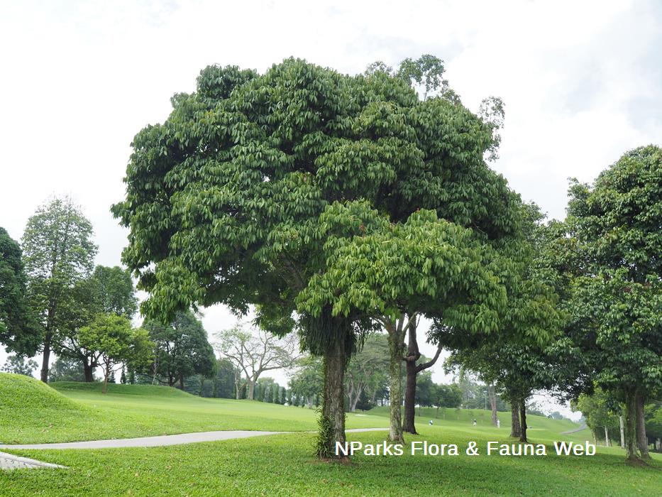NParks | Adinobotrys atropurpureus