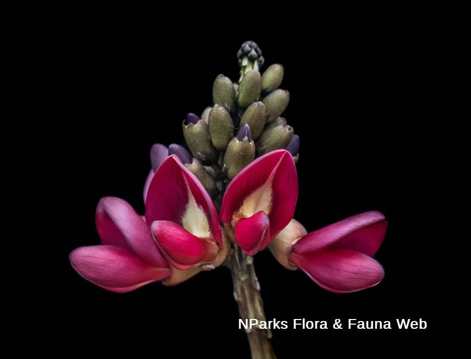 NParks | Adinobotrys atropurpureus
