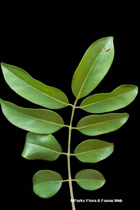 NParks | Adinobotrys atropurpureus