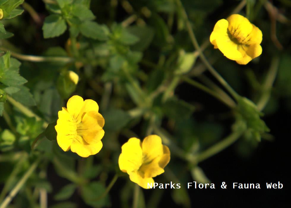 NParks | Thunbergia grandiflora