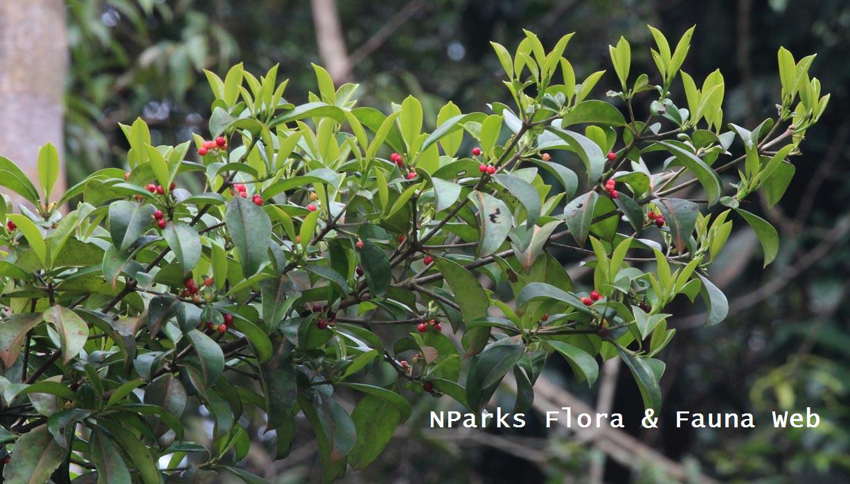 NParks | Carallia brachiata