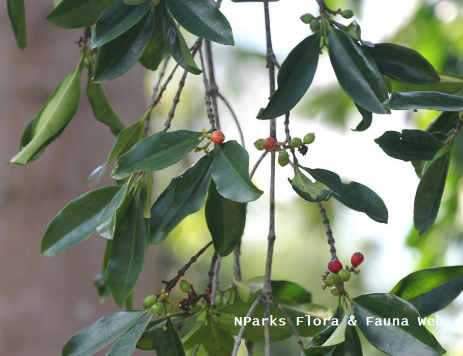 NParks | Carallia brachiata 'Honiara'