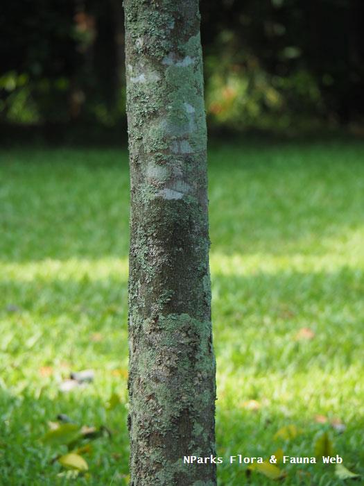 NParks | Carallia suffruticosa