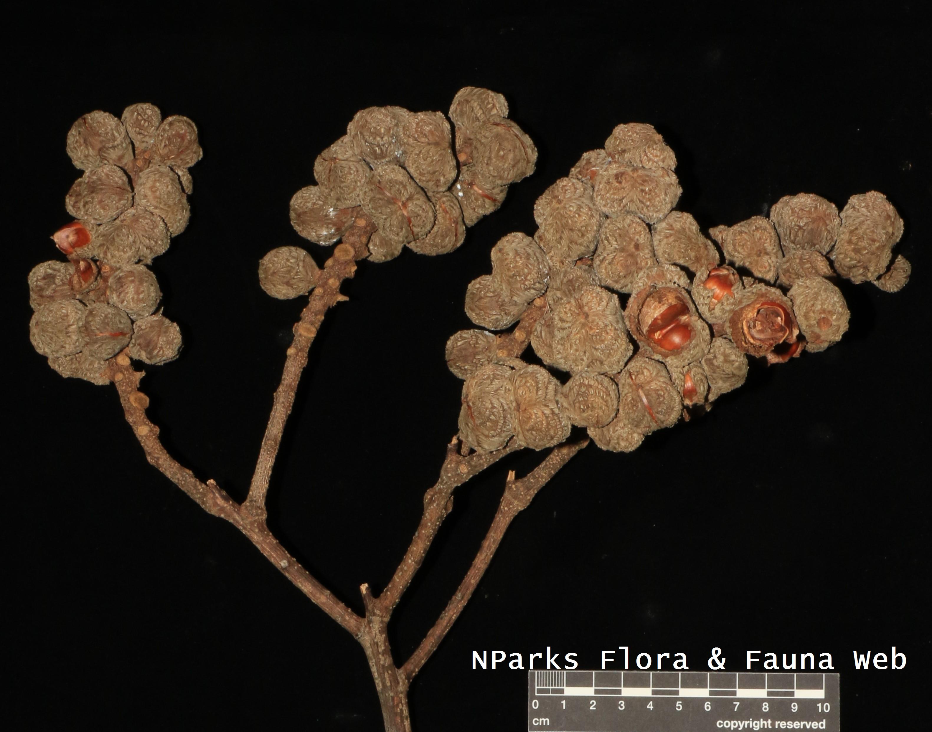 NParks | Castanopsis inermis