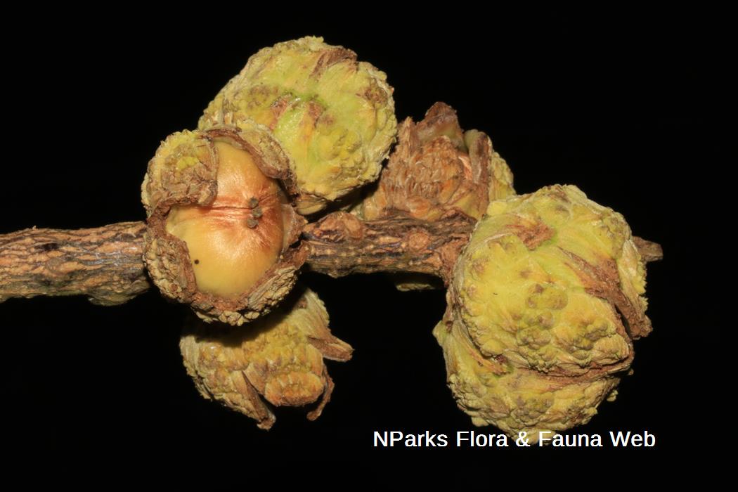 NParks | Castanopsis inermis