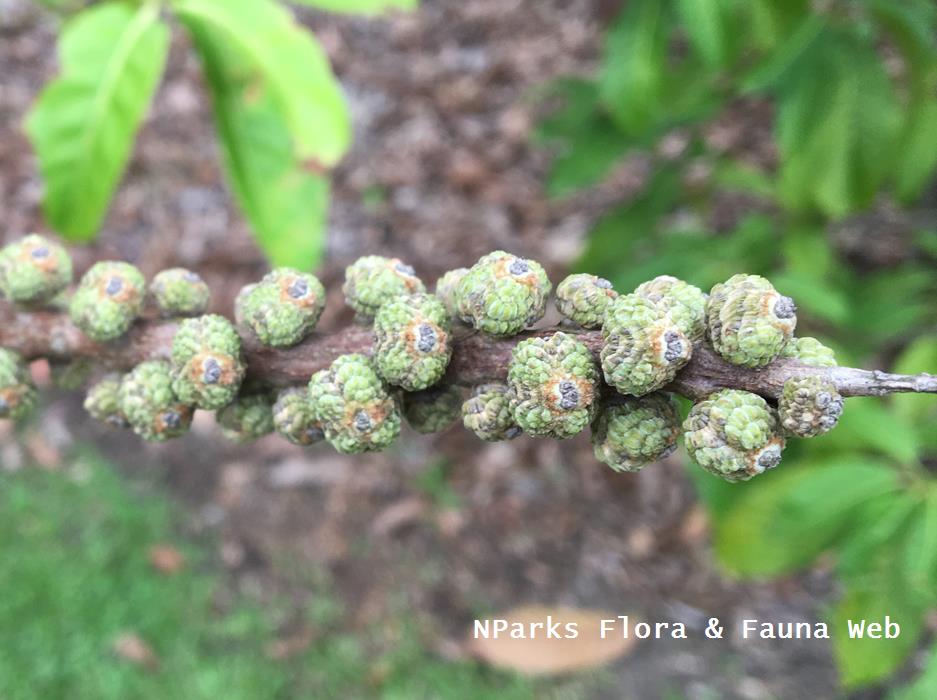 NParks | Castanopsis inermis