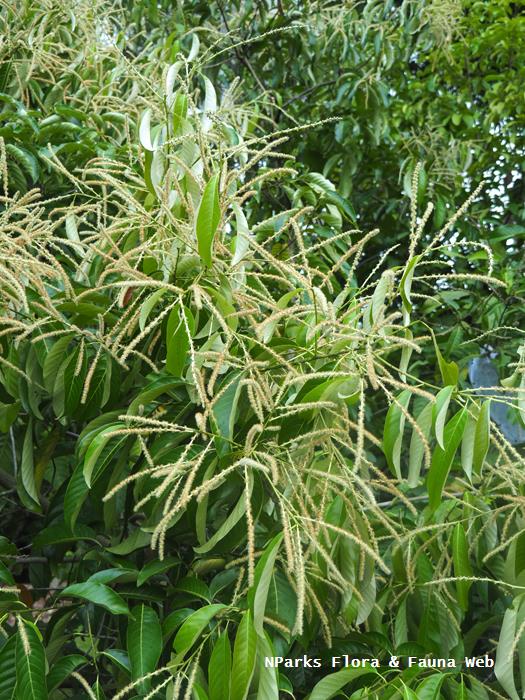 NParks | Castanopsis inermis