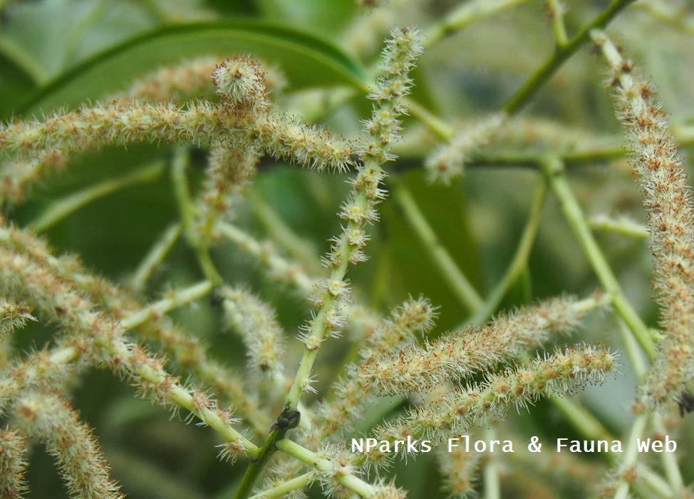 NParks | Castanopsis inermis