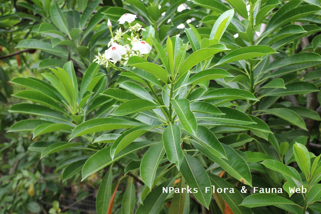 NParks | Cerbera manghas