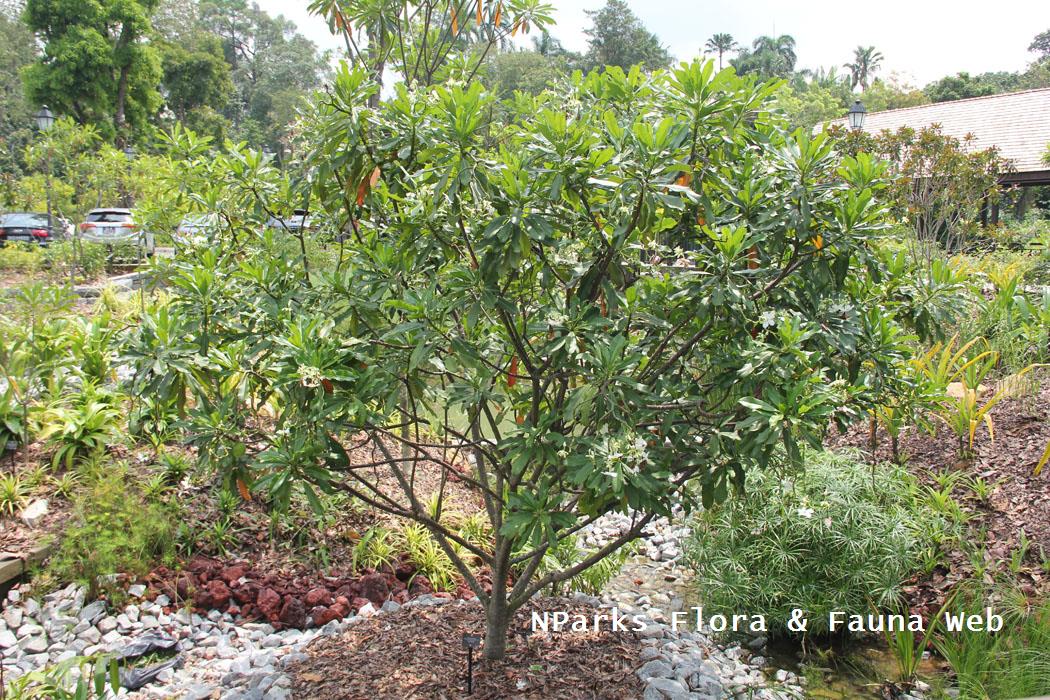 NParks | Cerbera manghas