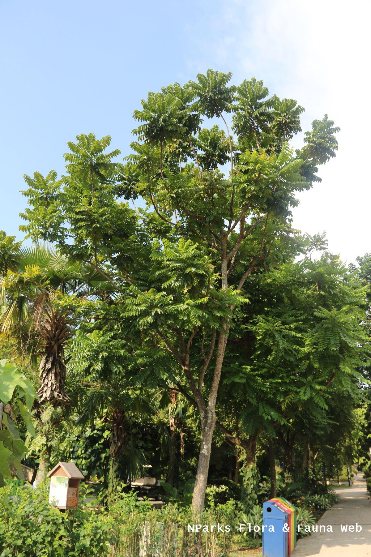 NParks | Chukrasia tabularis