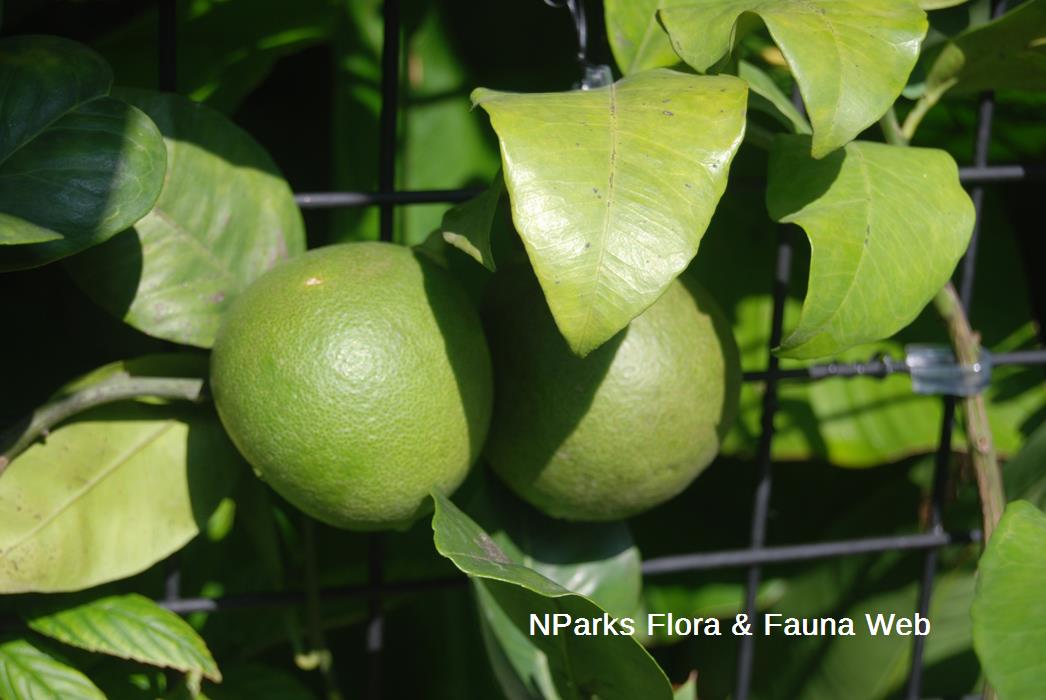 NParks | Citrus maxima