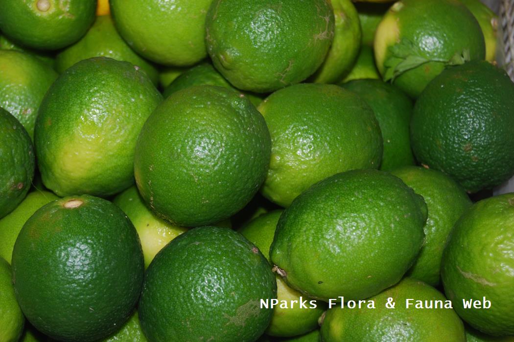 NParks | Citrus × aurantiifolia