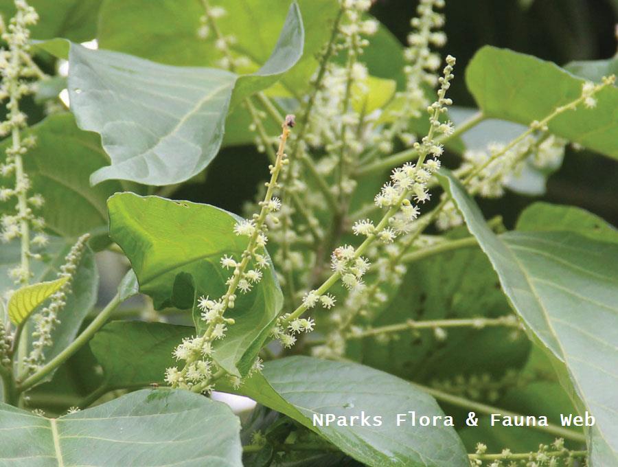 NParks | Claoxylon indicum