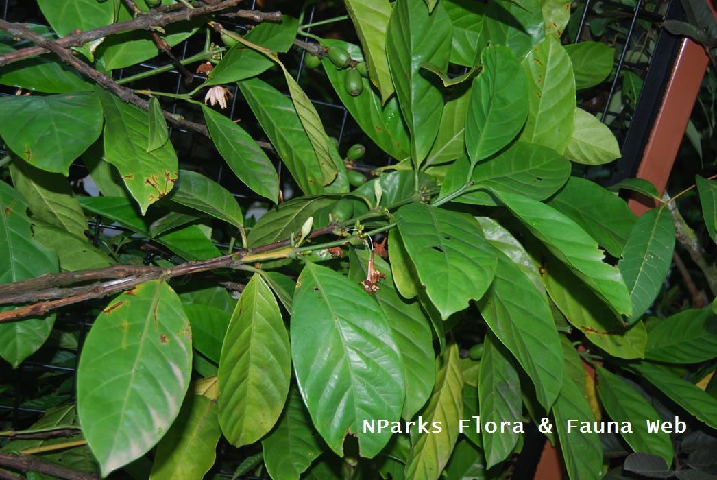 NParks | Coffea liberica