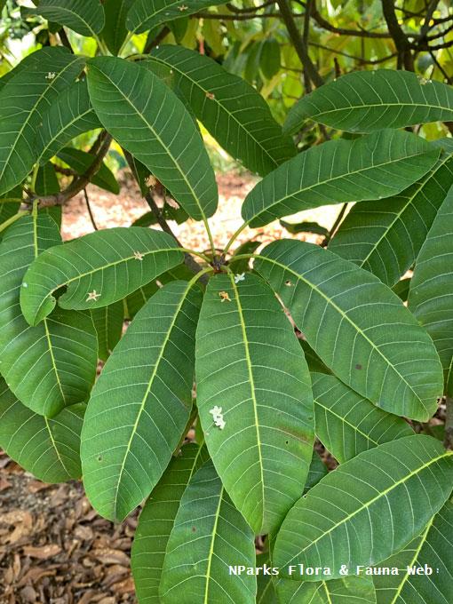 NParks | Dyera costulata