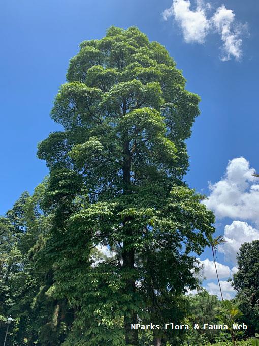 NParks | Dyera costulata