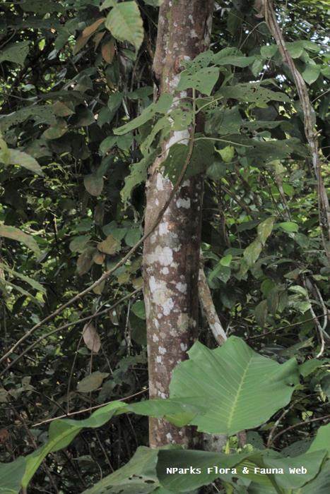 NParks | Elaeocarpus stipularis var stipularis