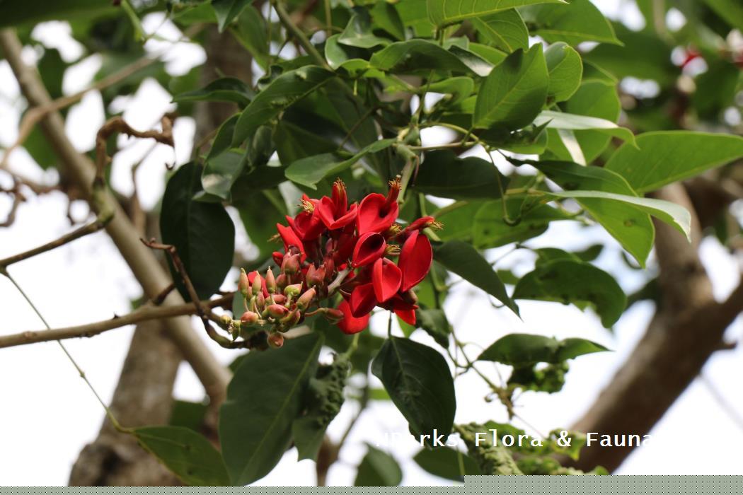 NParks | Erythrina fusca